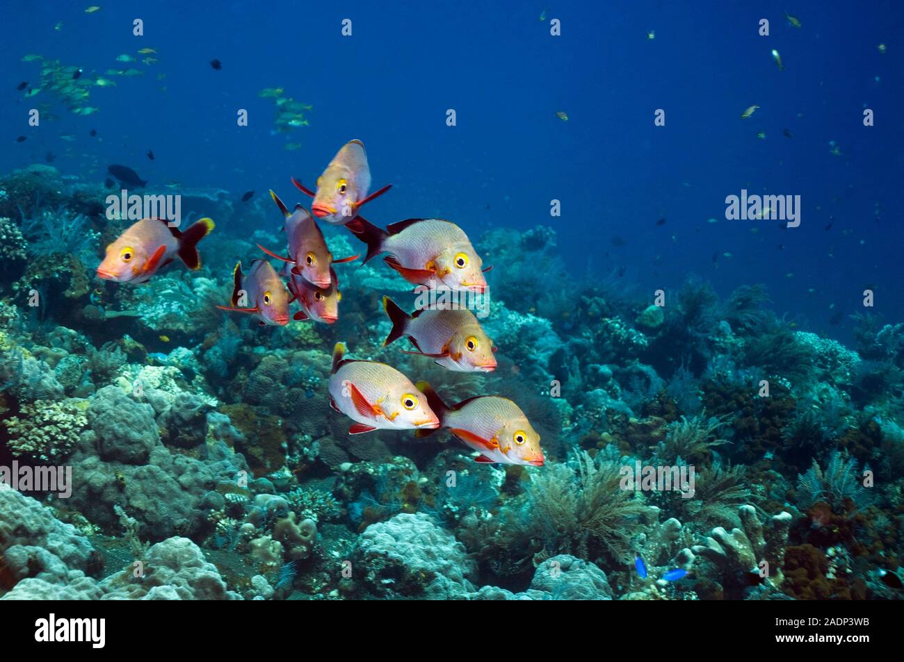 Humpback snappers (Lutjanus gibbus) over a coral reef. Photographed in ...