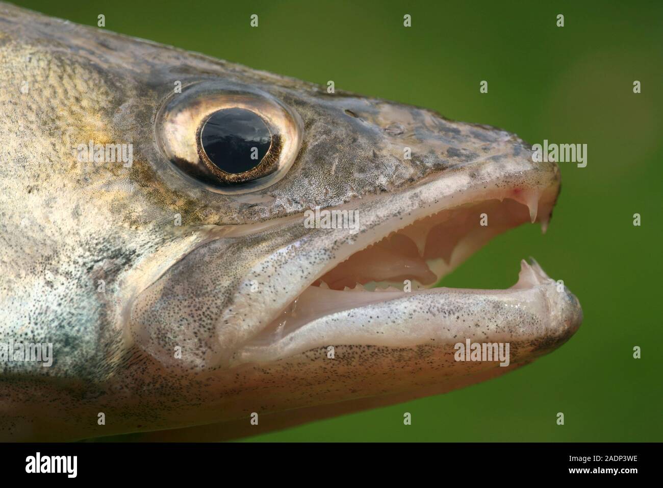 Zander (Sander lucioperca Stock Photo - Alamy