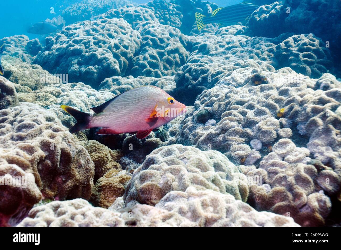 Humpback snapper (Lutjanus gibbus) swimming over hard coral ...