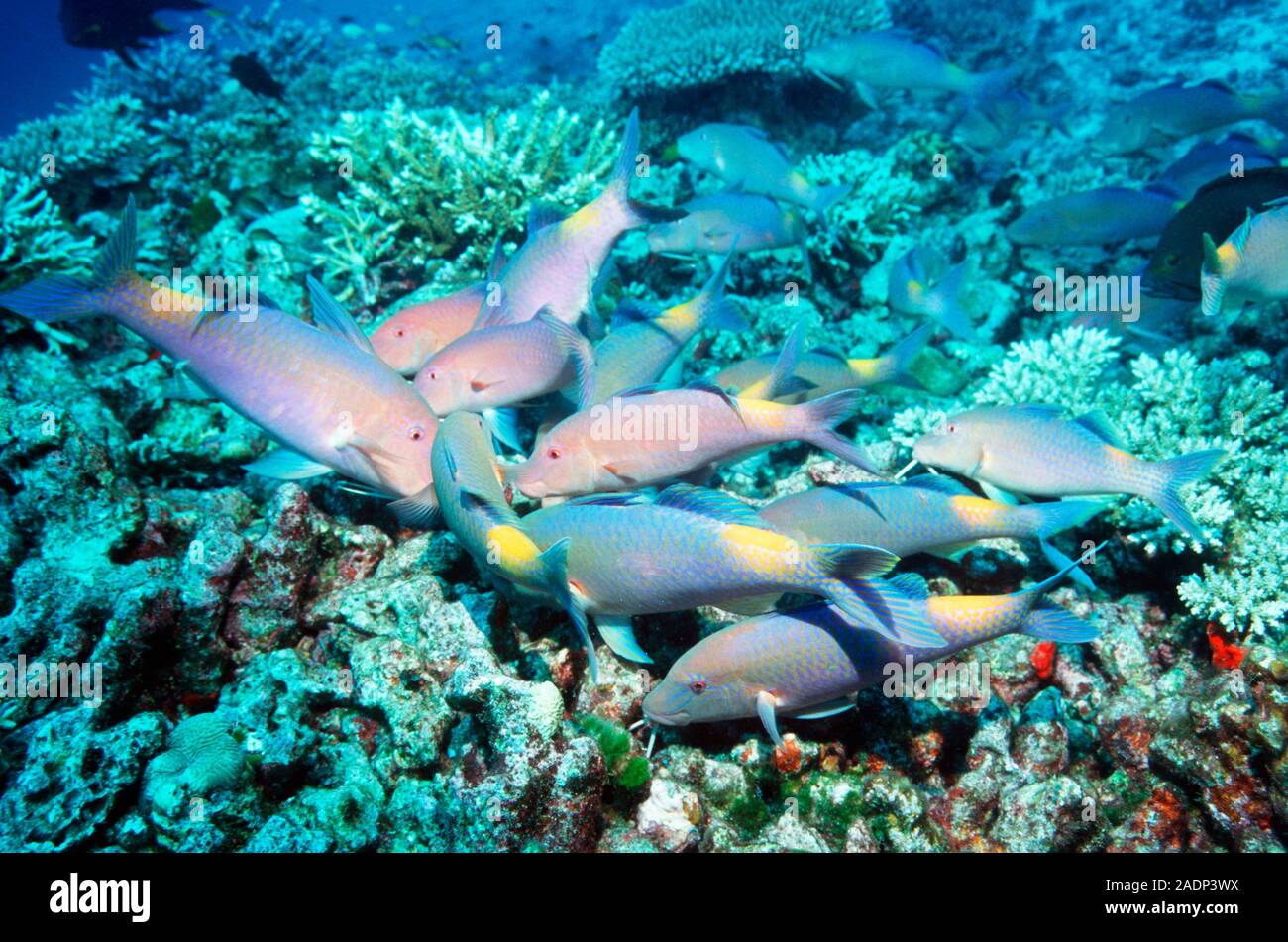 Yellowsaddle goatfish (Parupeneus cyclostomus) school, hunting over a ...