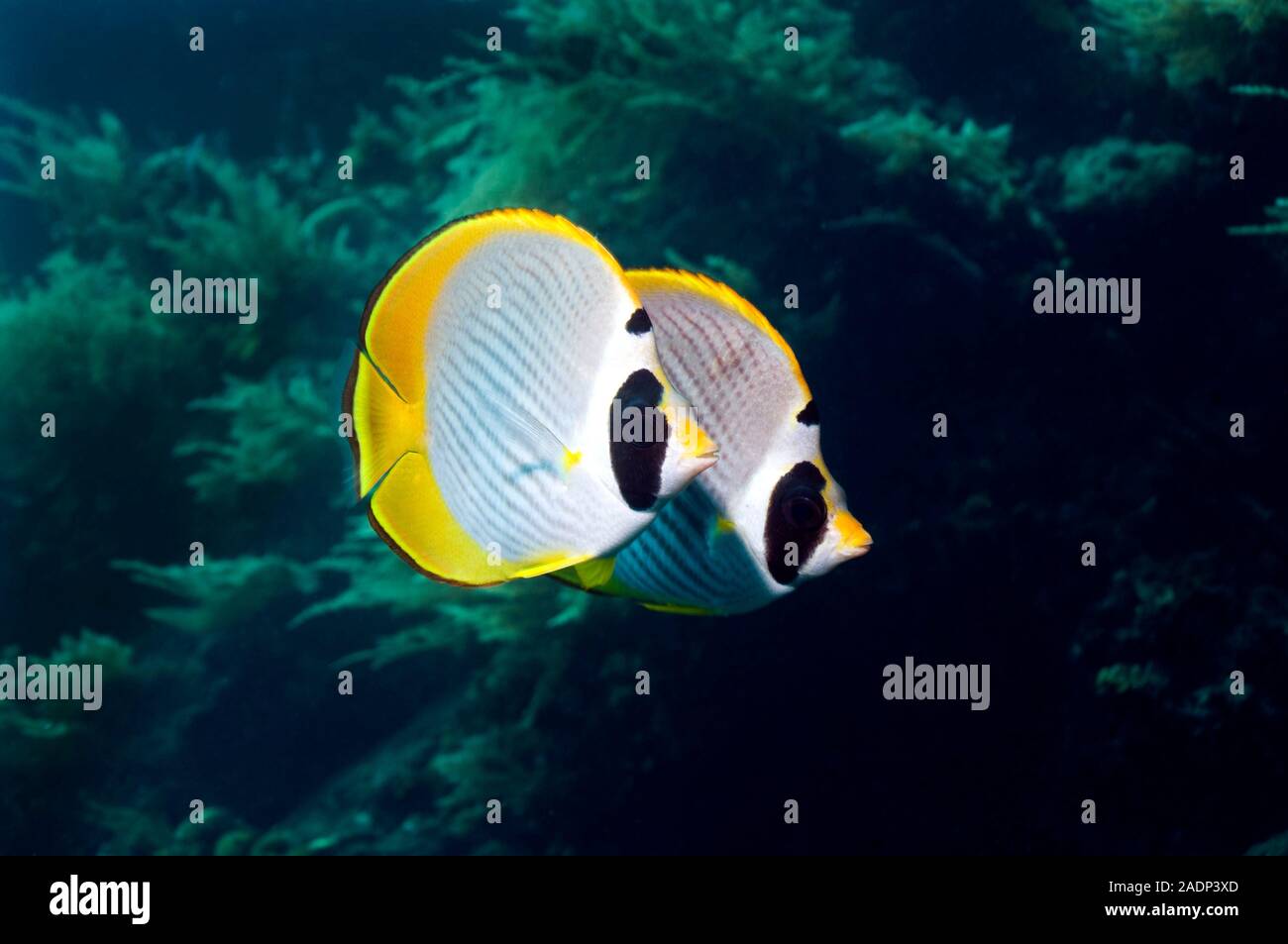 Panda butterflyfish (Chaetodon adiergastos). This fish, also known as ...