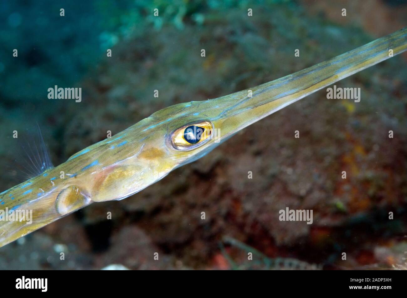 Bluespotted cornetfish (Fistularia commersonii). Its eye is at centre ...