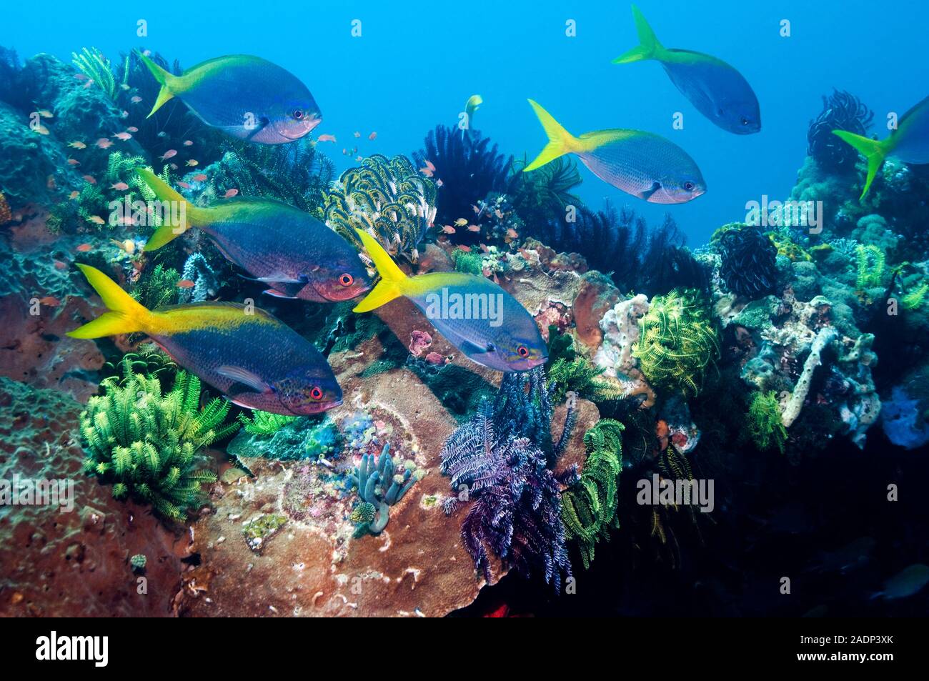 Redbelly yellowtail fusiliers (Caesio cuning) over a coral reef. This ...