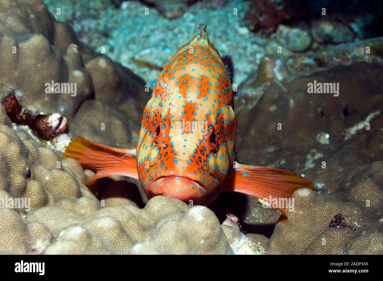 Coral hind grouper (Cephalopholis miniata) on coral. This fish inhabits ...