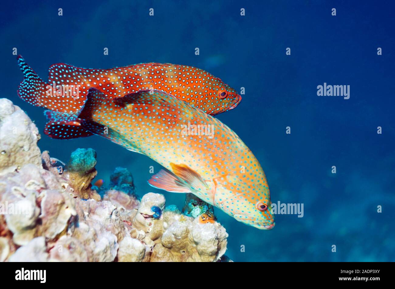 Coral hind grouper (Cephalopholis miniata) male and female in a ...