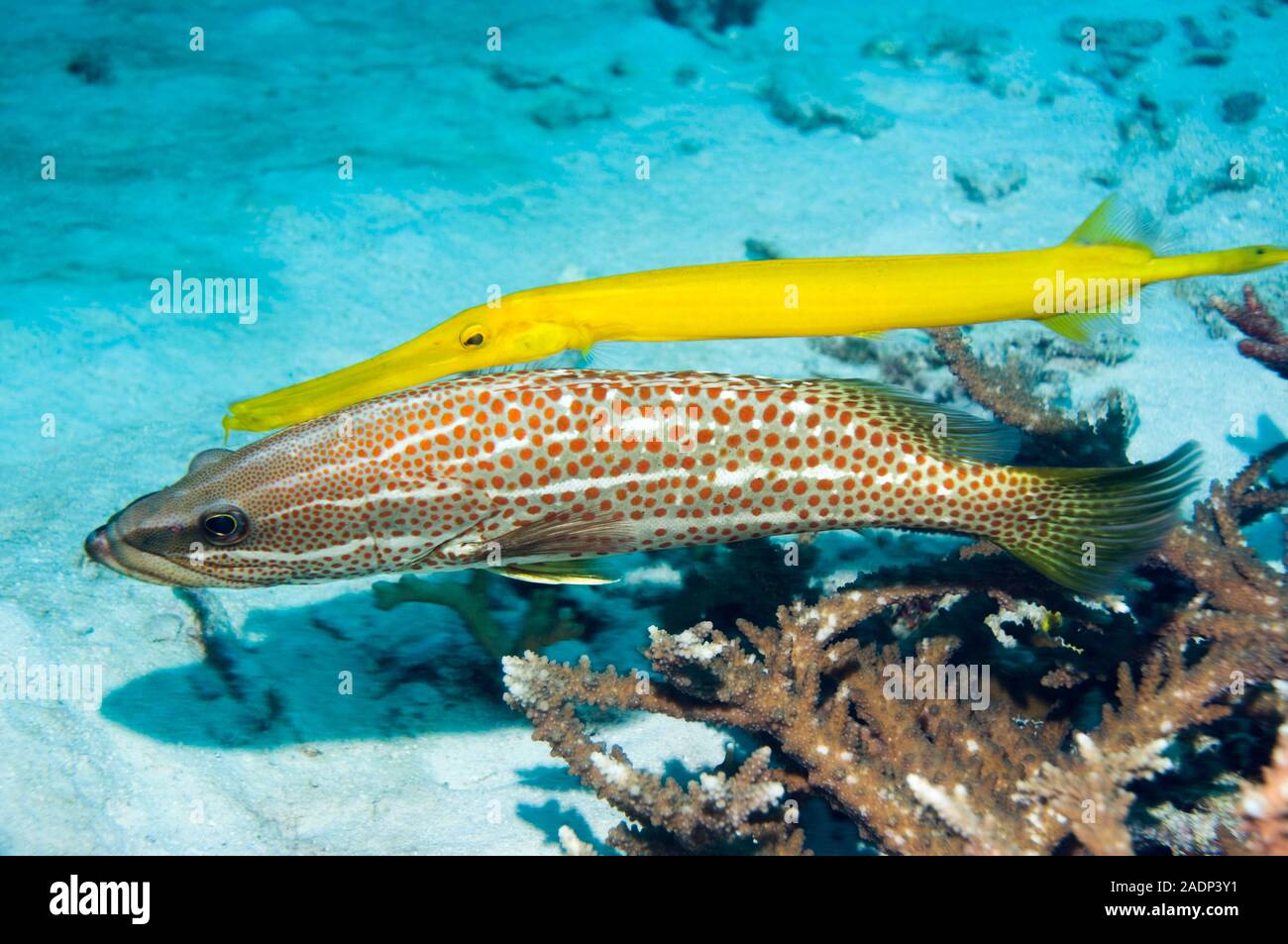 Slender grouper (Anyperodon leucogrammicus, spotted) being shadowed by ...