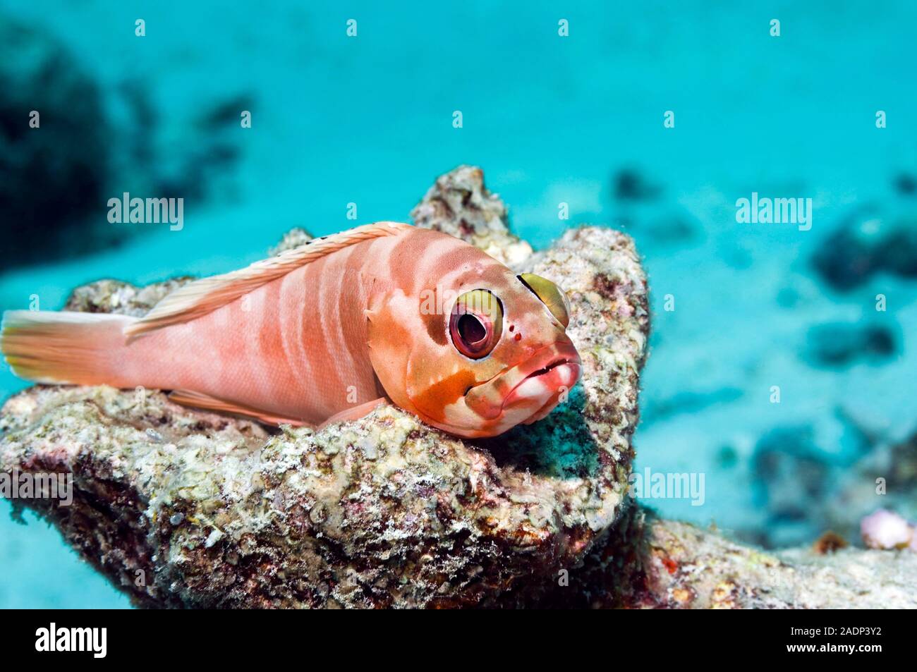 Blacktip grouper (Epinephelus fasciatus) on a rock. This fish, also ...