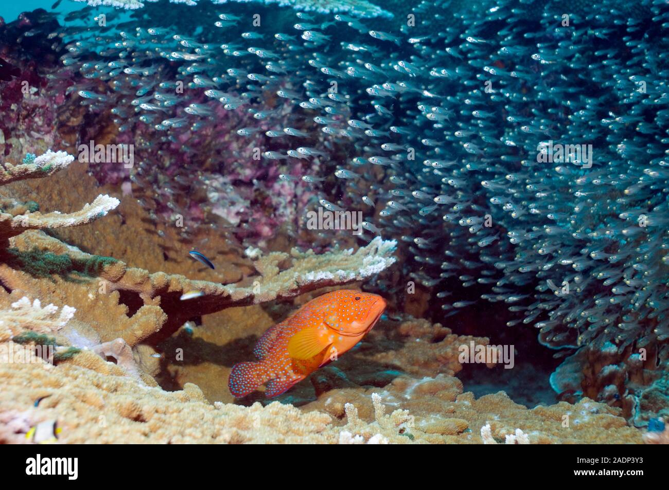 Coral hind grouper (Cephalopholis miniata, orange) with a school of ...