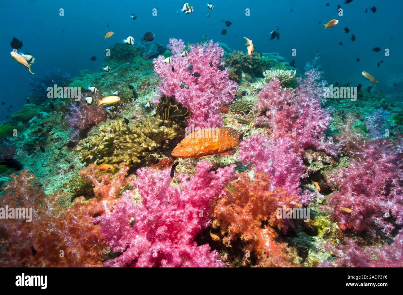 Coral hind grouper (Cephalopholis miniata, centre) among soft coral ...