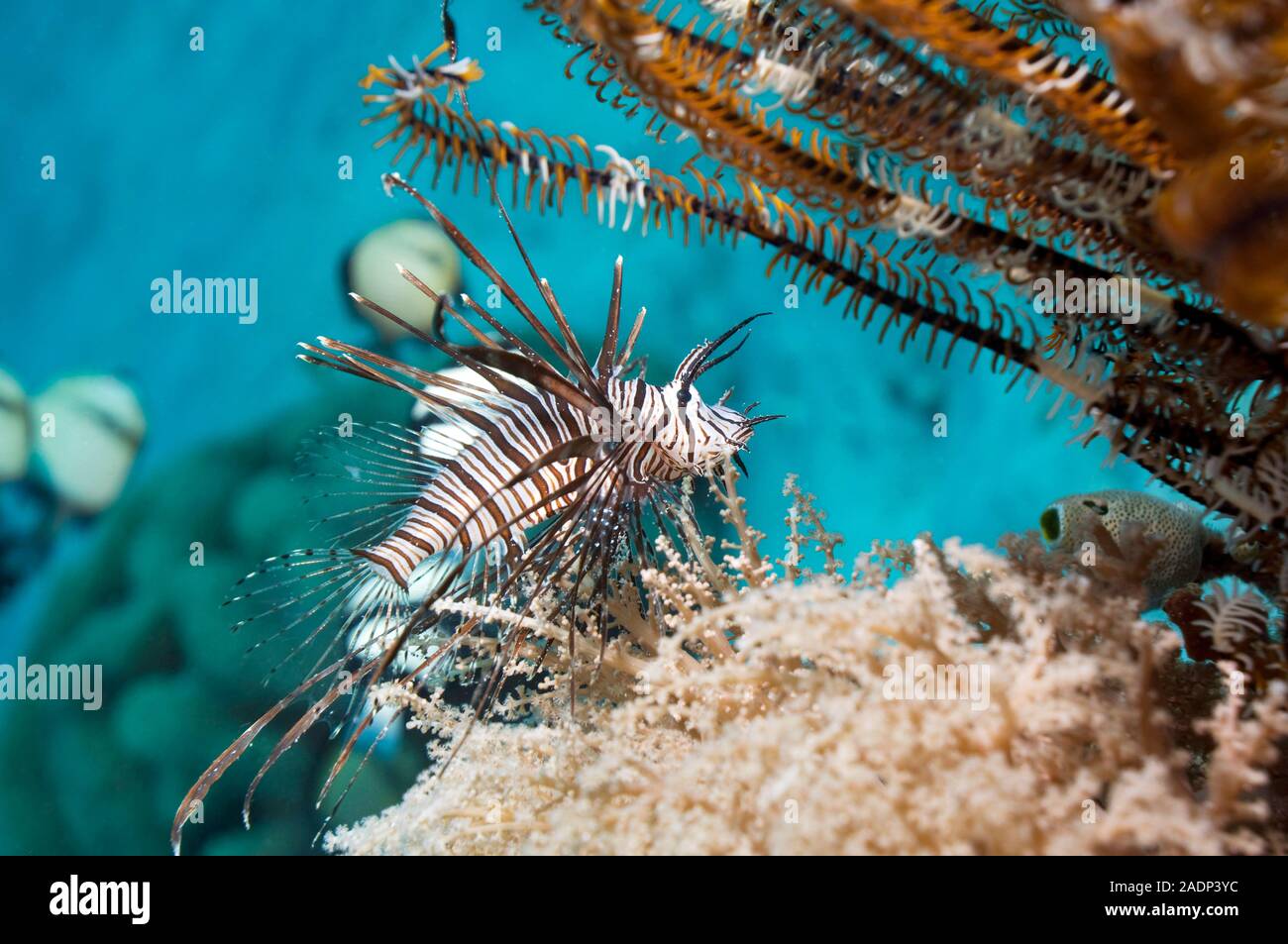 Juvenile lionfish (Pterois volitans). This fish has poisonous spines in ...