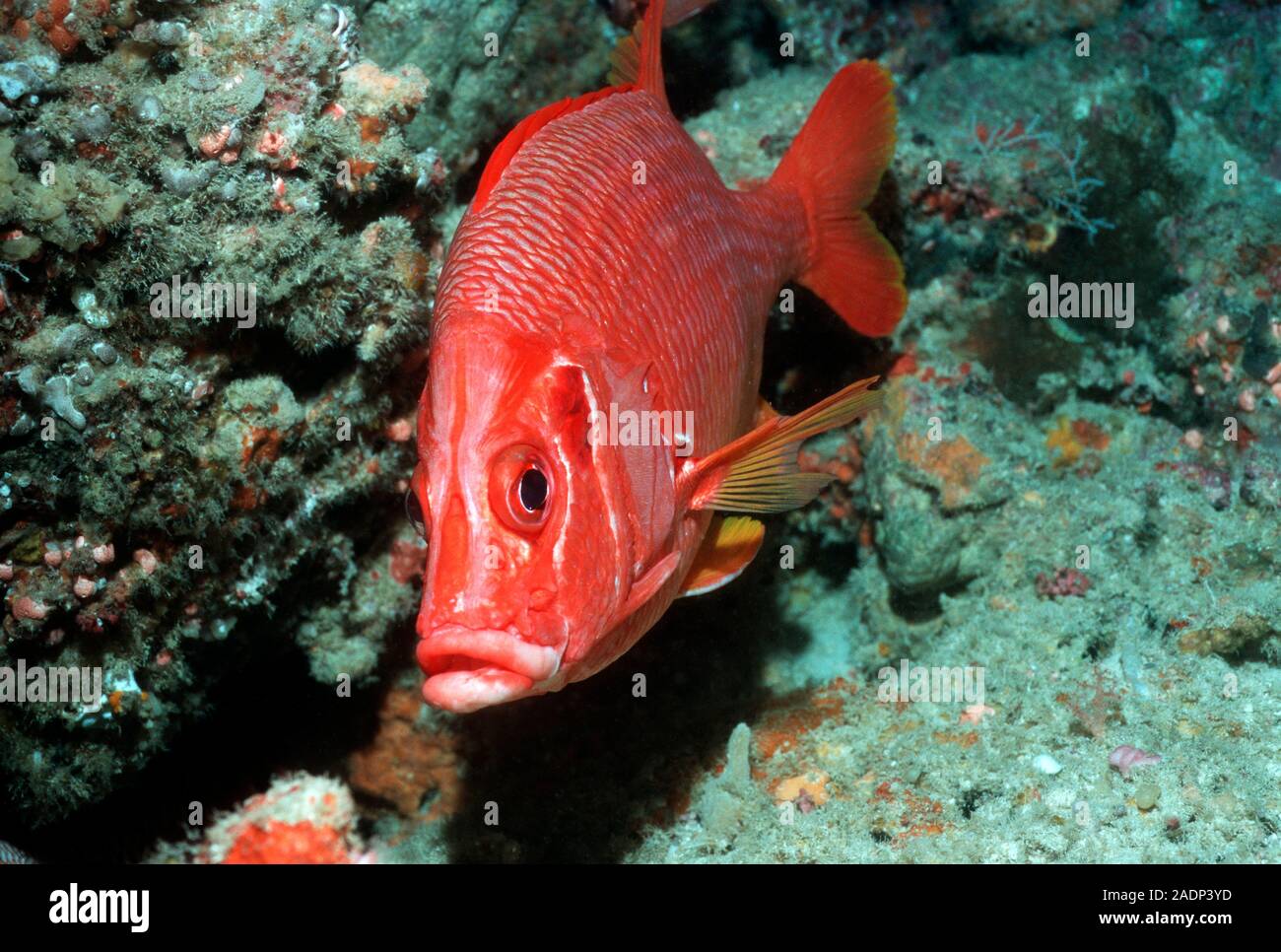 Sabre squirrelfish (Sargocentron spiniferum). This fish, also known as ...