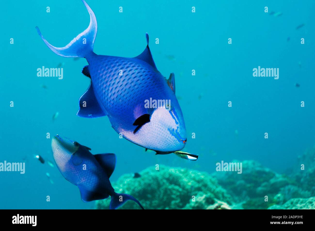 Redtoothed triggerfish (Odonus niger, blue) with cleaner wrasse ...