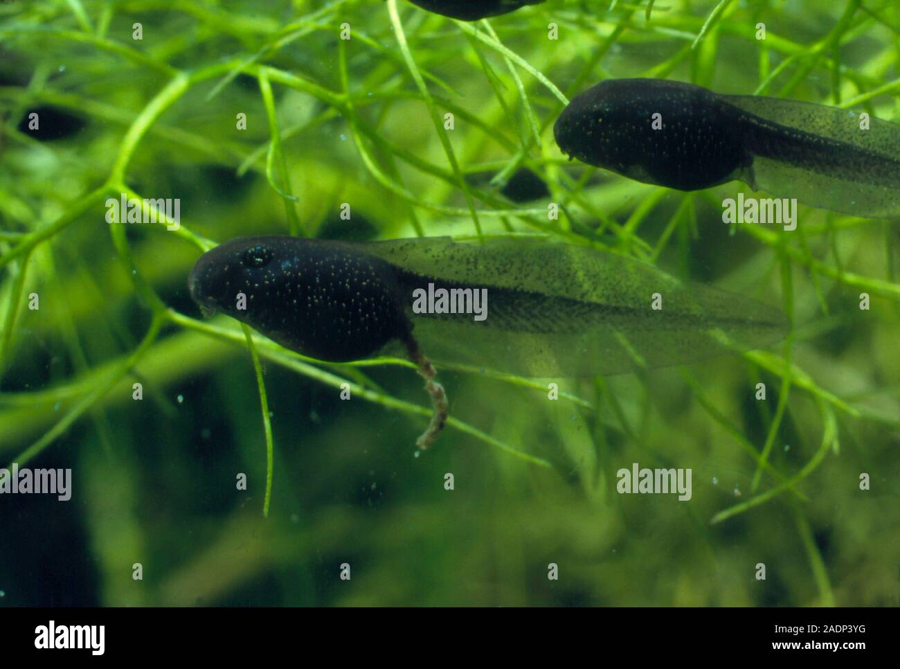 Macrophotograph of tadpoles of the common grass frog, Rana temporaria ...