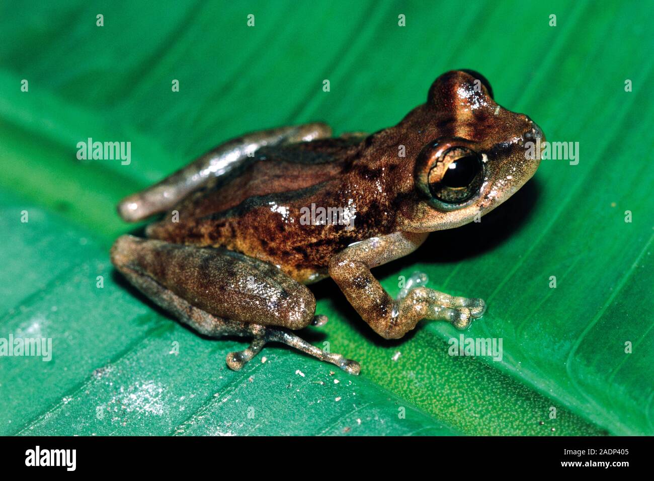 Flectonotus fitzgeraldi, a pigmy marsupial frog found on the Caribbean ...
