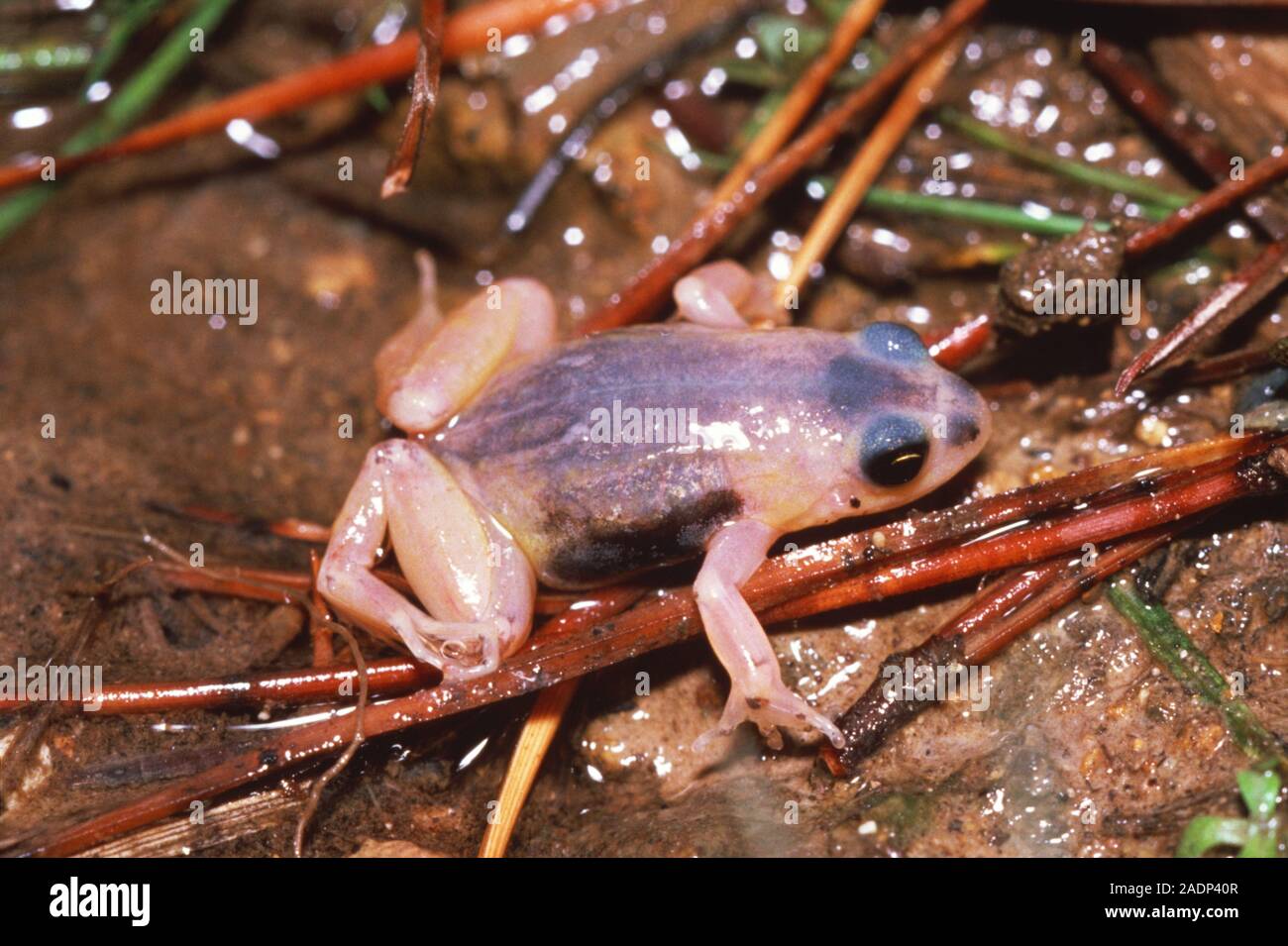 Colostethus sp. , an albino of the species, found in the Rio Mazan ...