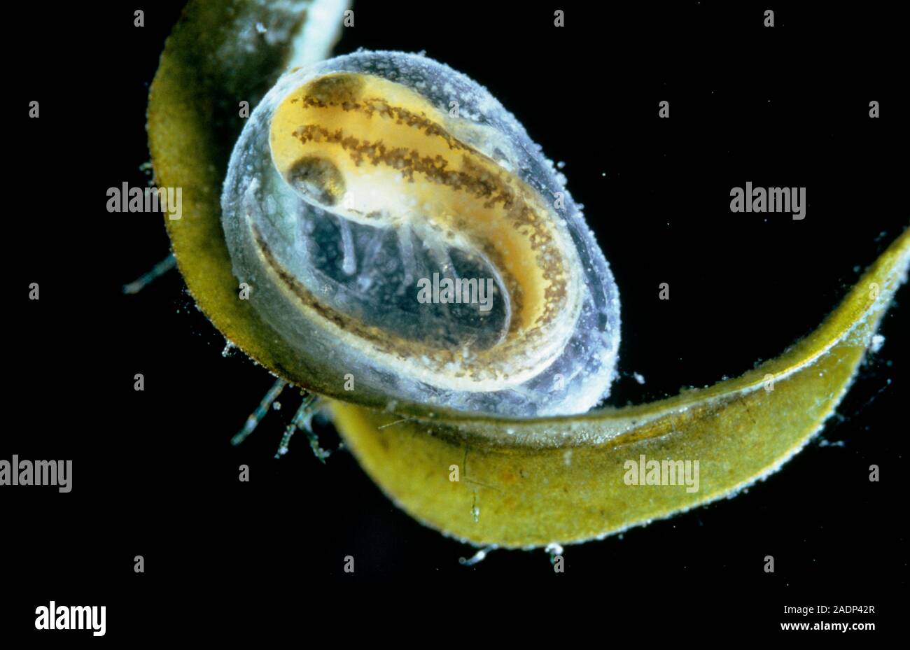 The larva of the newt Triturus palmatus, about to hatch. The ...