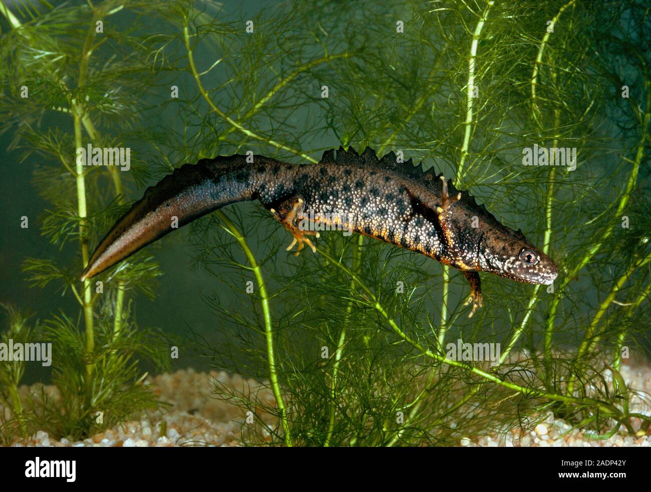 The crested newt, Triturus cristatus Stock Photo - Alamy