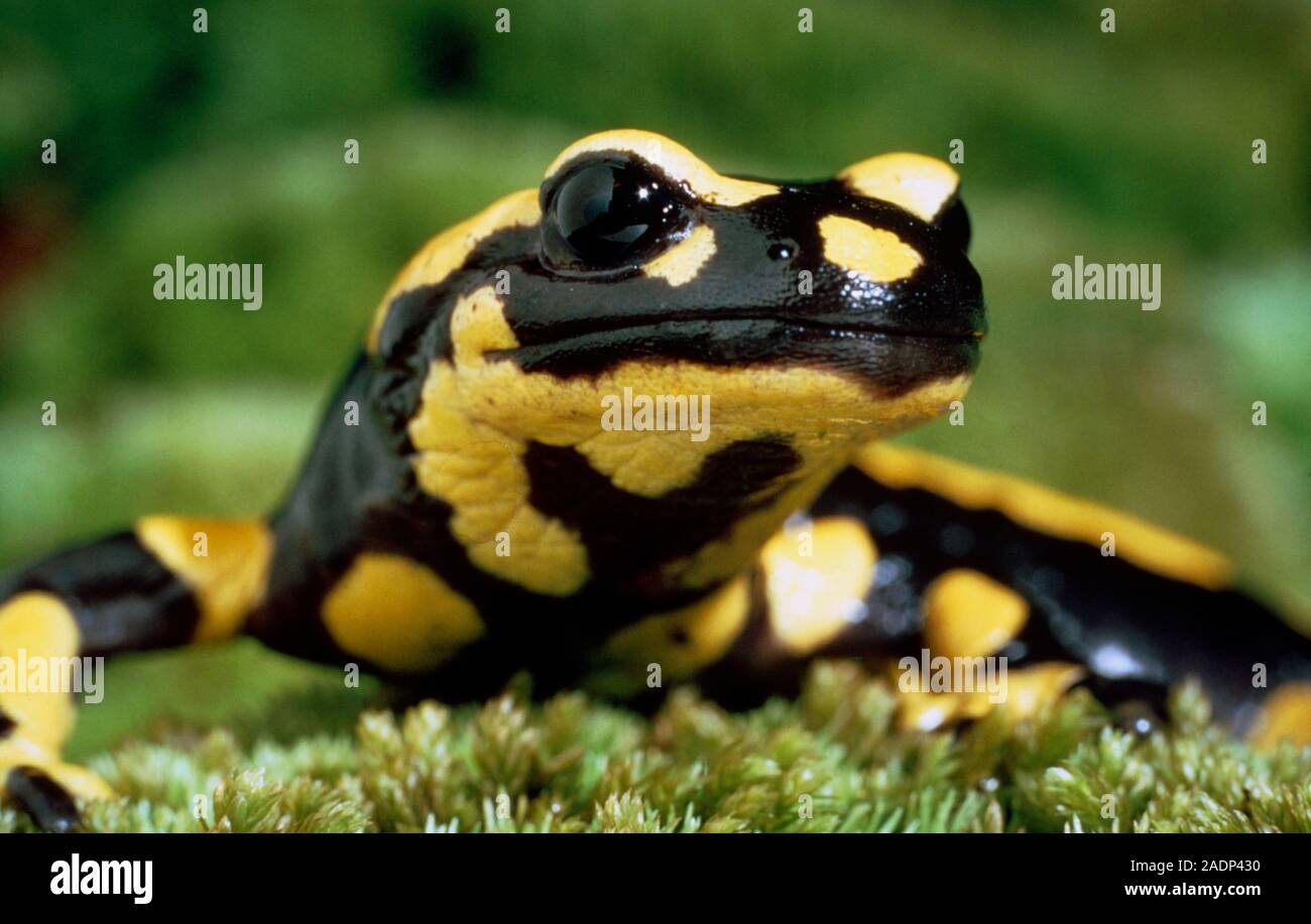 The European or fire salamander, Salamandra salamandra, a terrestrial ...