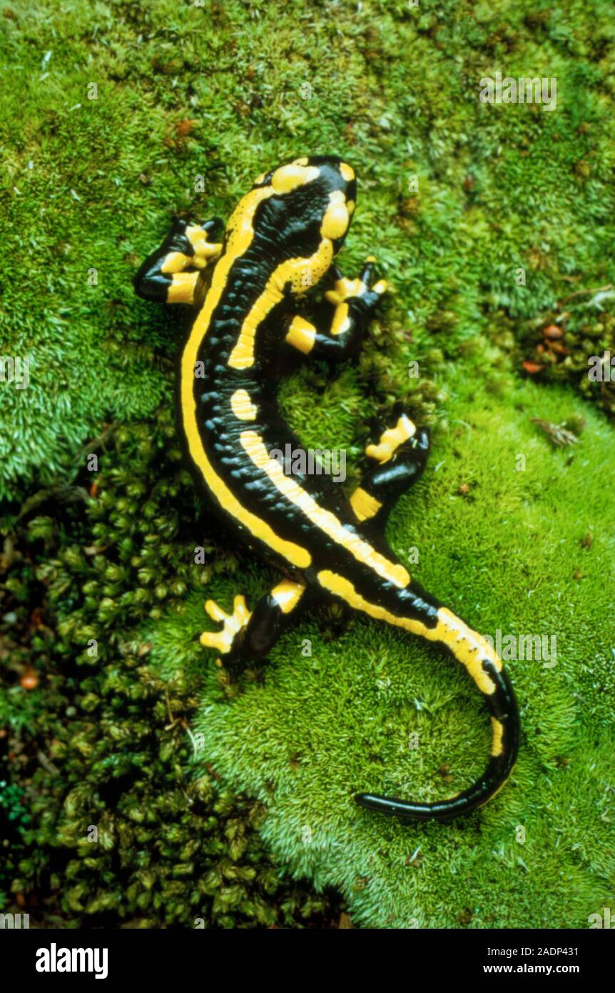 The European or fire salamander, Salamandra salamandra, a terrestrial ...