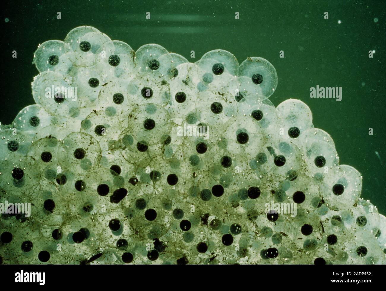 Macrophotograph of a mass of frogspawn from the European edible frog ...