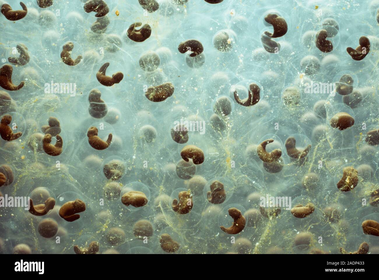Macrophotograph of a mass of frogspawn from the European edible frog, Rana esculenta, showing ...
