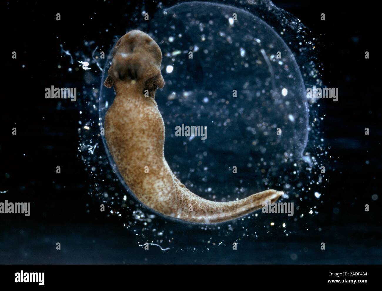 A tadpole embryo of the European edible frog, Rana temporaria ...