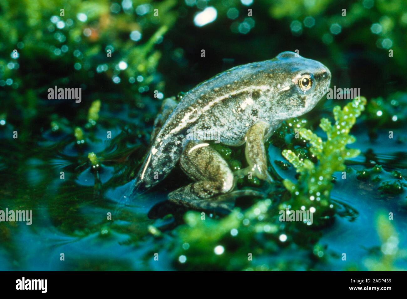 Young European edible frog, Rana esculenta, undergoing the final stage of metamorphosis from ...