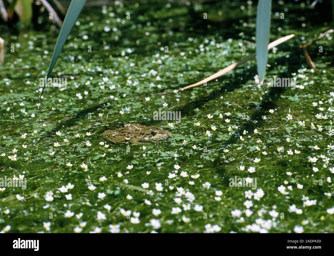 The European edible frog, Rana esculenta, lying in a pond amongst ...