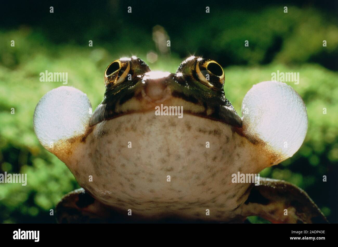 The European edible frog, Rana esculenta, croaking, with its twin vocal ...
