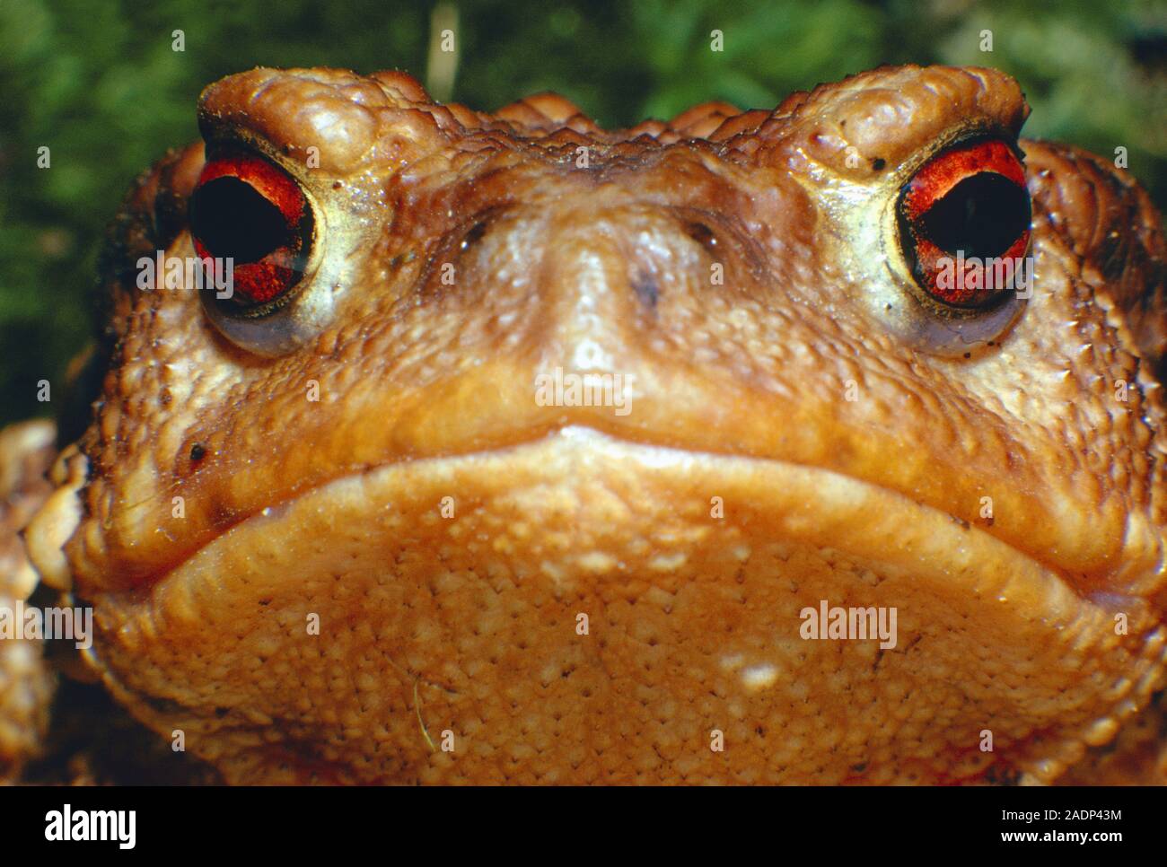Close-up of the head of the European toad, Bufo bufo. The toad has a ...