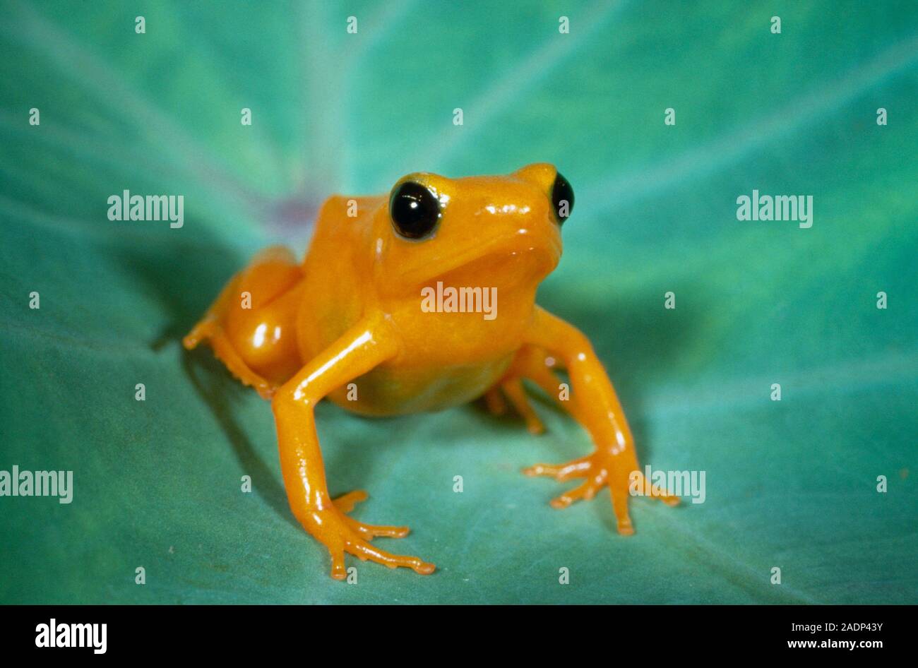 The gold frog, Mantella aurantiaca, a species of tree frog from ...