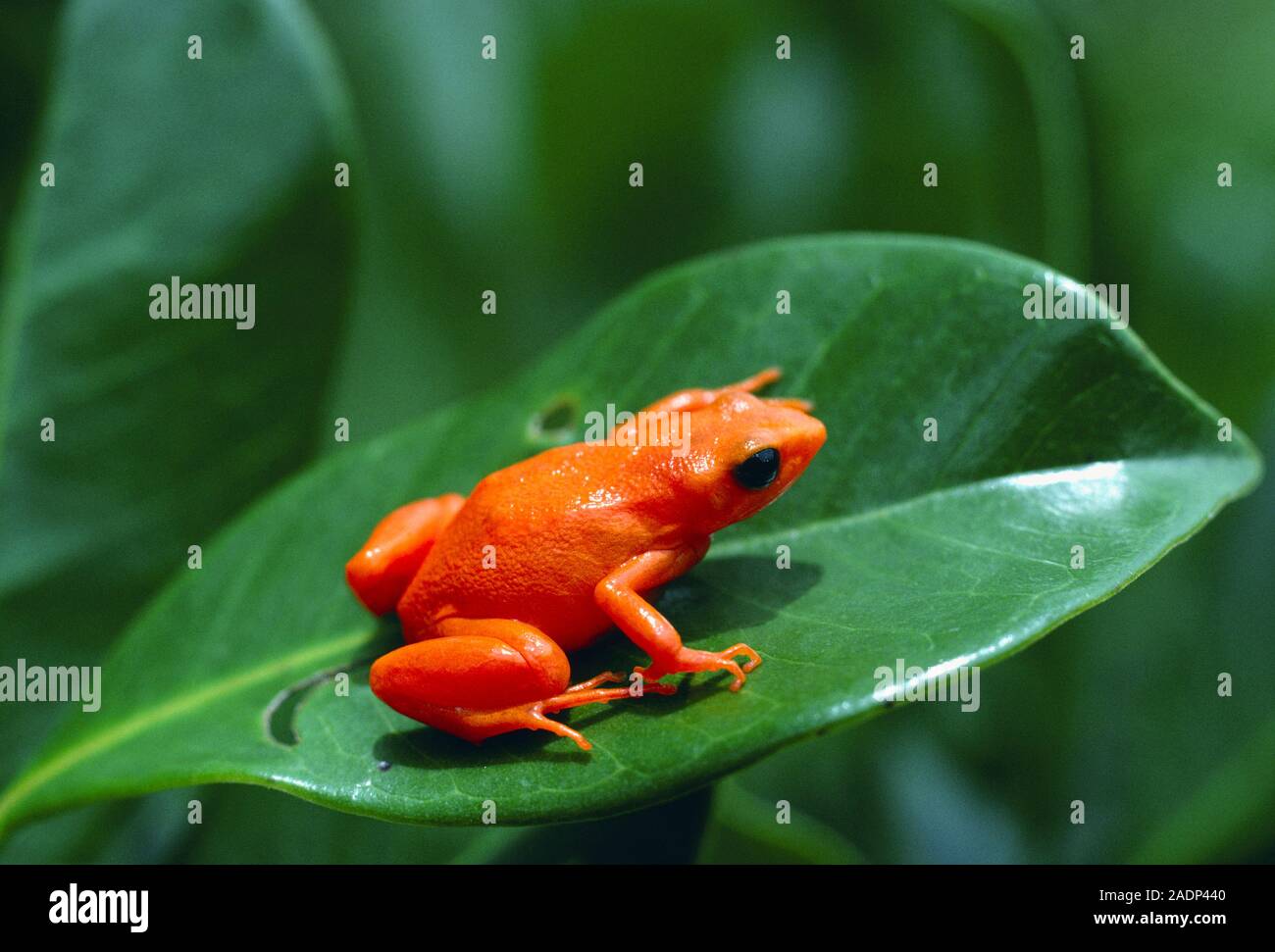 The gold frog, Mantella aurantiaca, a species of tree frog from ...