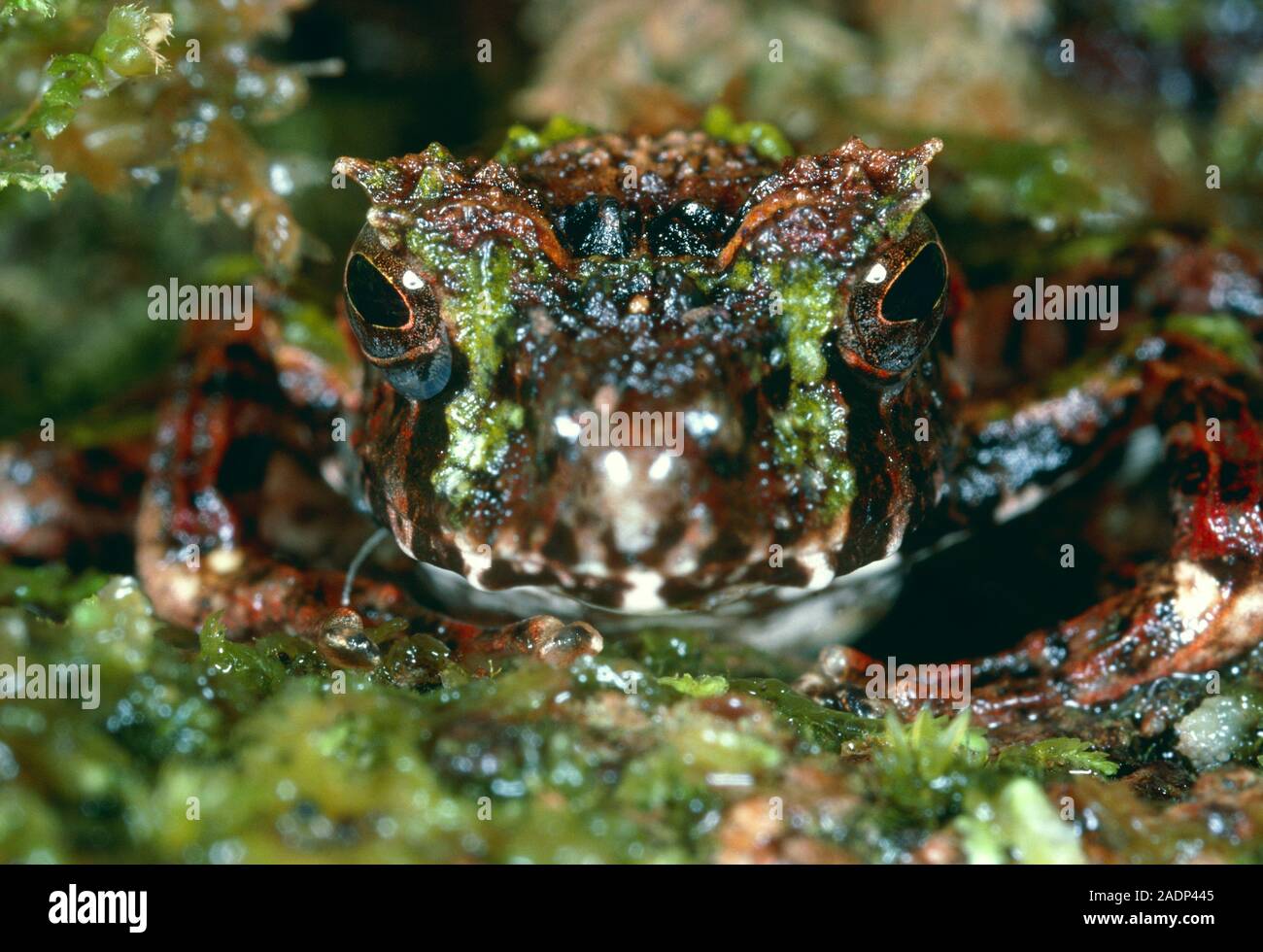 Unidentified frog photographed on the floor of a Madagascan forest. The ...