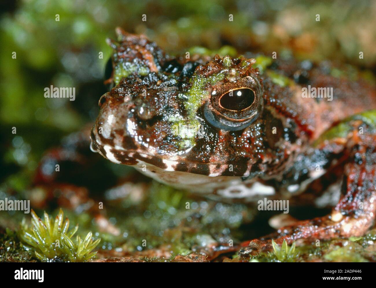Unidentified frog photographed on the floor of a Madagascan forest. The ...