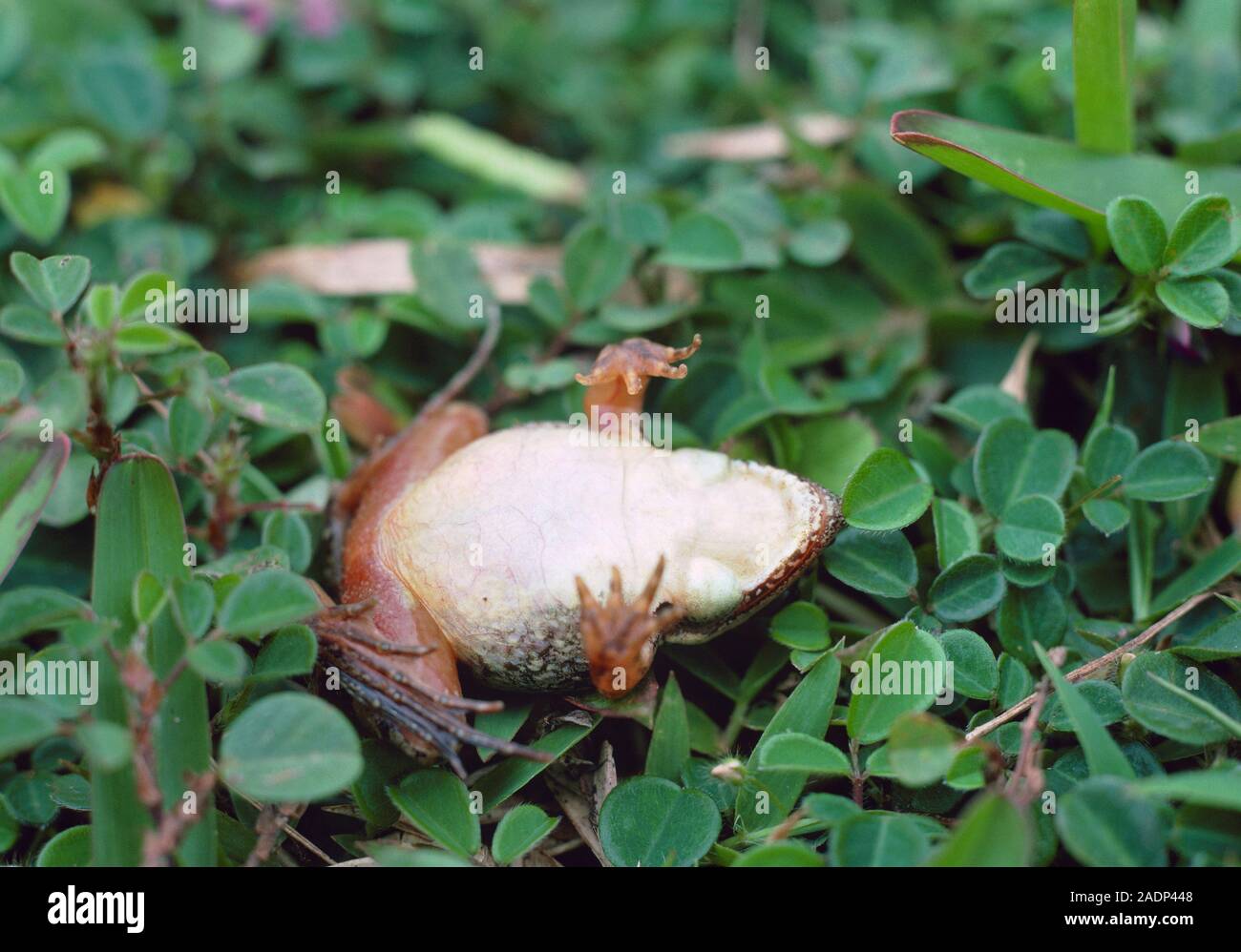 Unidentified frog from Madagascar. When frightened, the frog feigns ...