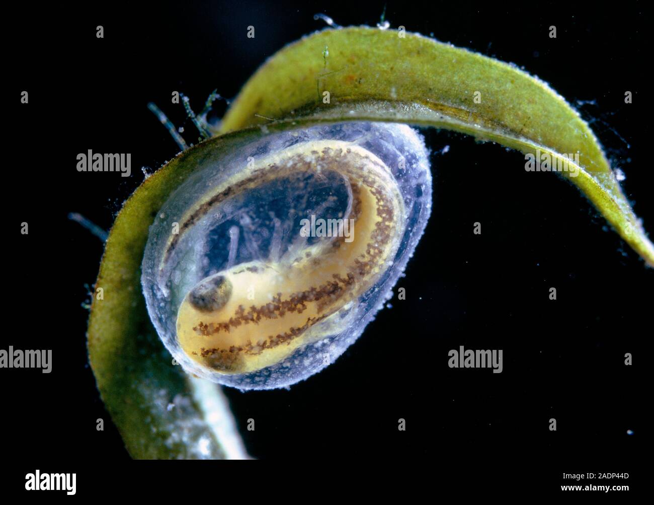 The larva of the newt Triturus palmatus, about to hatch. The ...