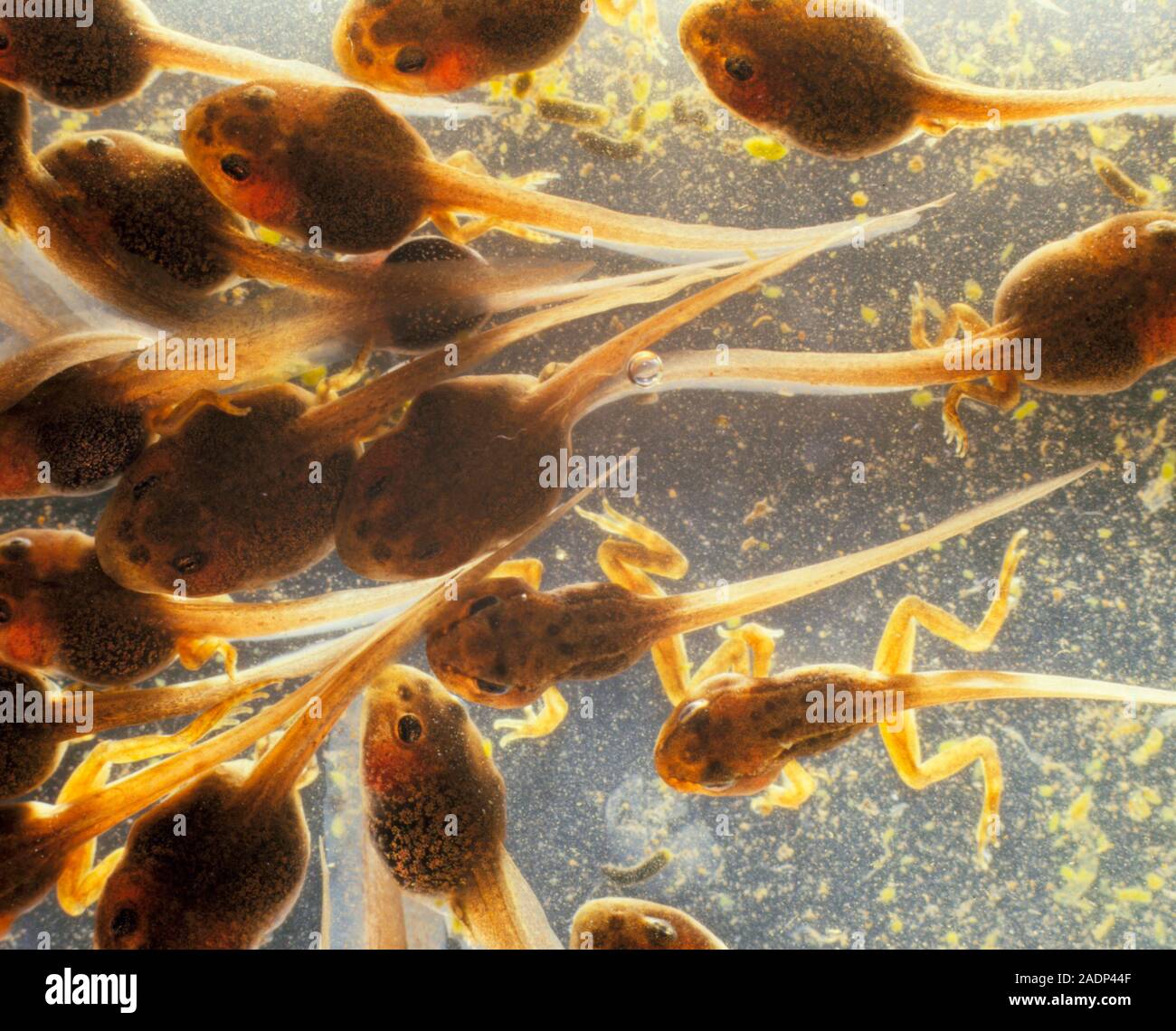 Tadpole metamorphosis. Shoal of tadpoles at different stages of ...