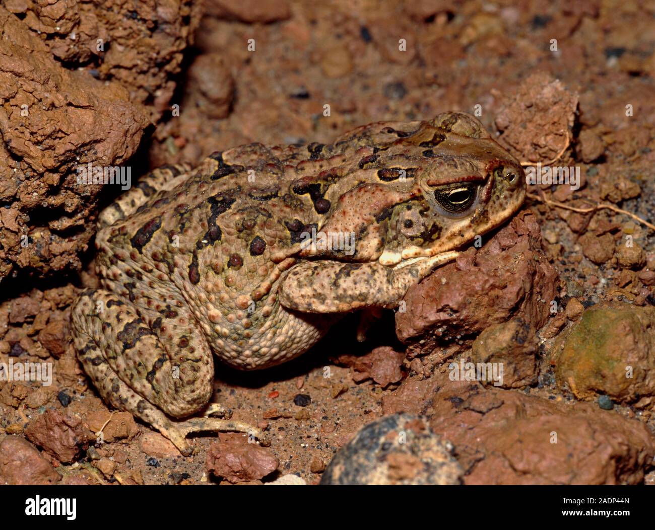 Juvenile cane toad. This poisonous toad (Bufo marinus, also called the ...