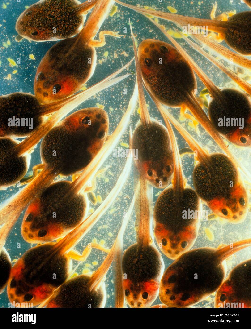 Tadpole metamorphosis. Shoal of tadpoles at different stages of ...