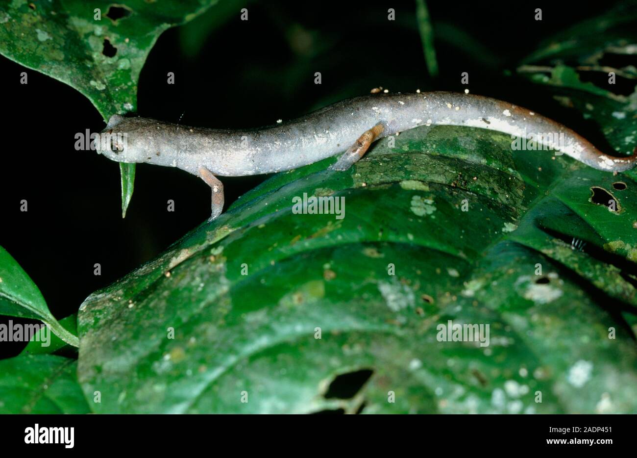 Salamander. Close-up of a salamander (Bolitoglossum sp.) in Jatun Sacha ...