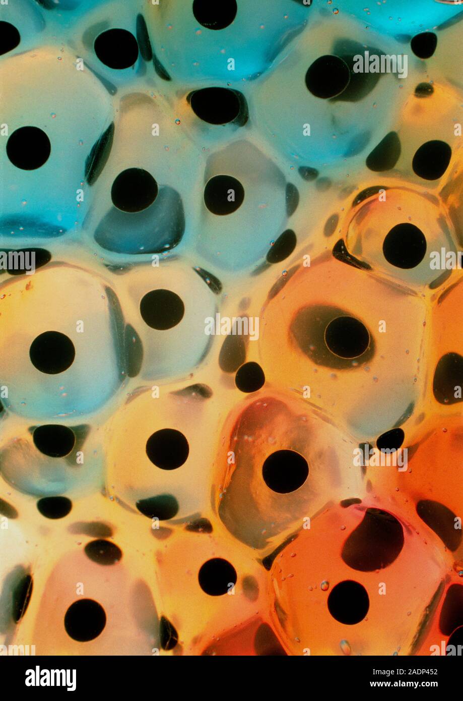 Frog spawn. Light micrograph of freshly-laid eggs (frog spawn) of the ...