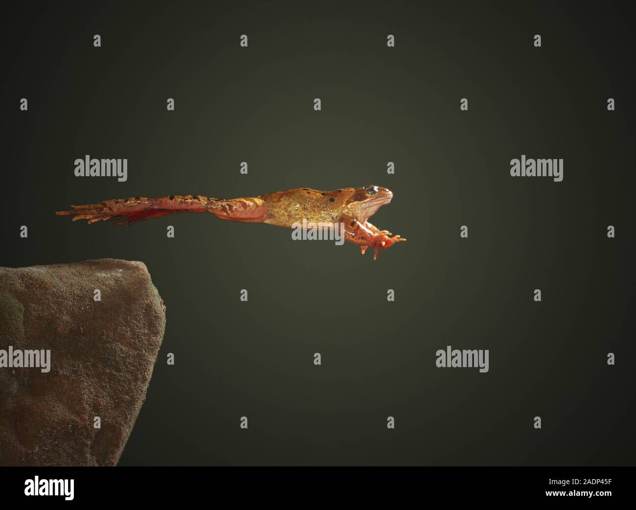 Common frog. High-speed photograph of a common frog, Rana temporaria ...