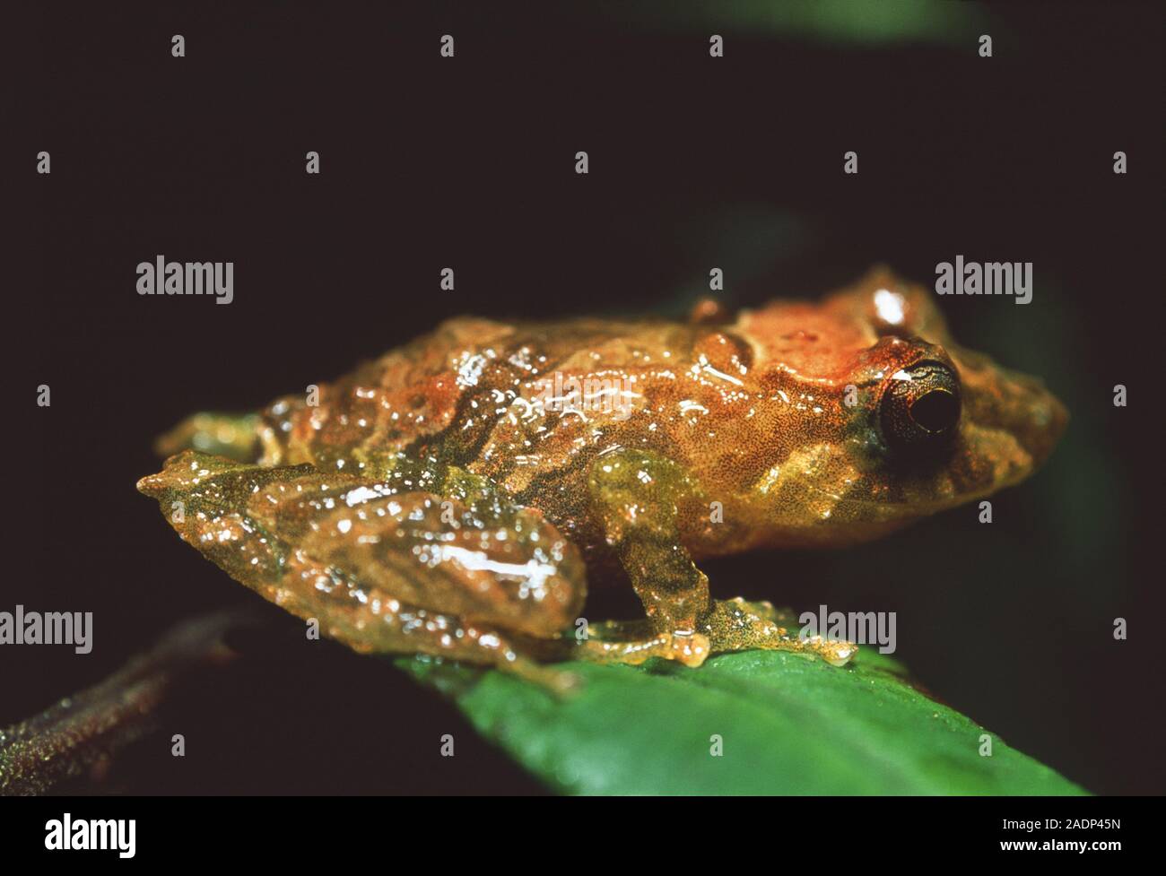 Tree frog (order Anura) resting on a leaf in a cloud forest. Most tree ...