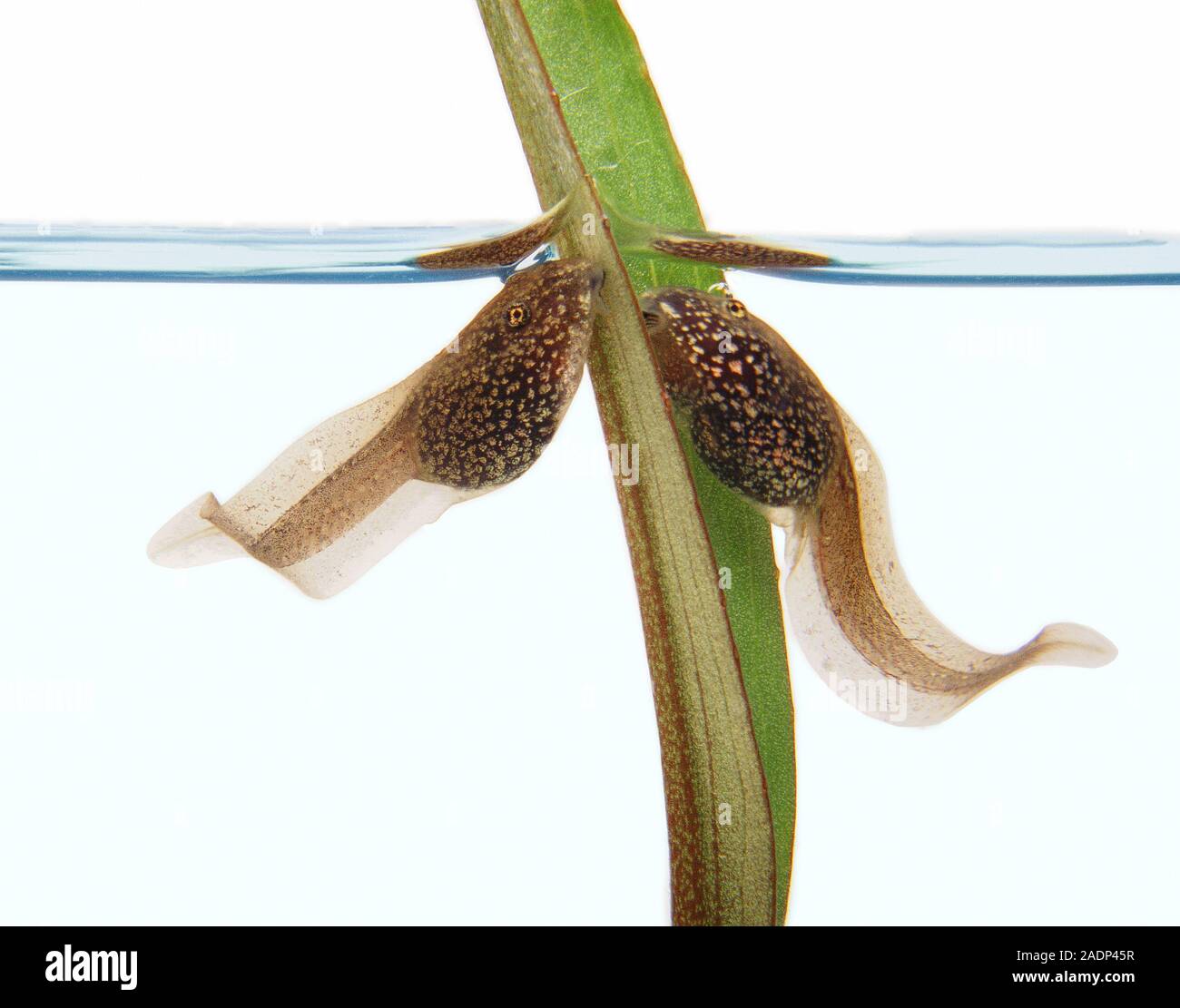 Tadpoles by a water plant. Tadpoles are the immature forms of ...