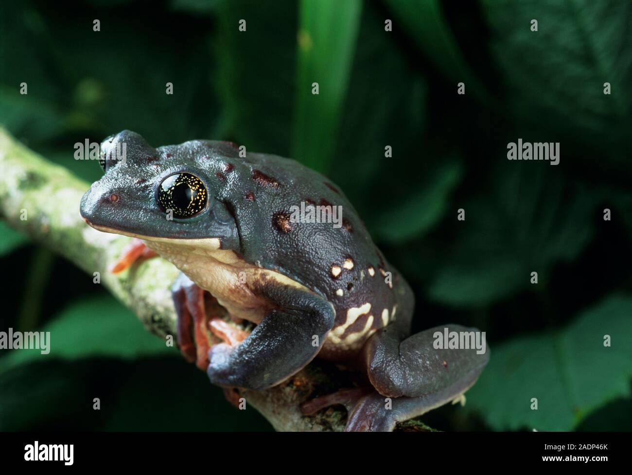 Mexican leaf frog (Pachymedusa dacnicolor). This frog is native to the ...