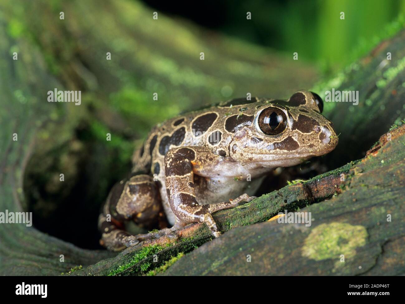 Red-legged pan frog (Kassina maculata). This frog, native to the Indian ...