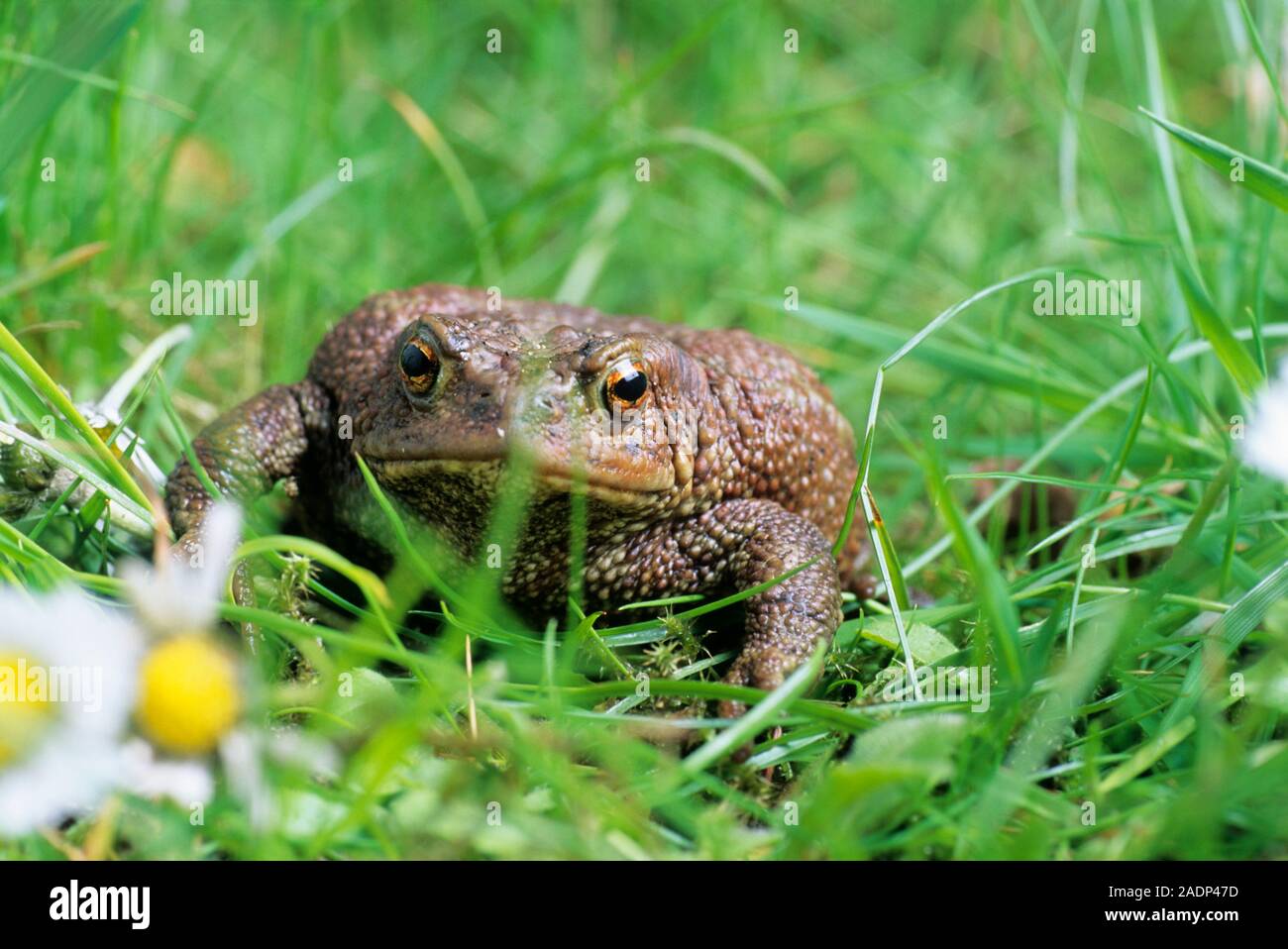 Common toad (Bufo bufo) in grass. This toad is found throughout Eurasia ...
