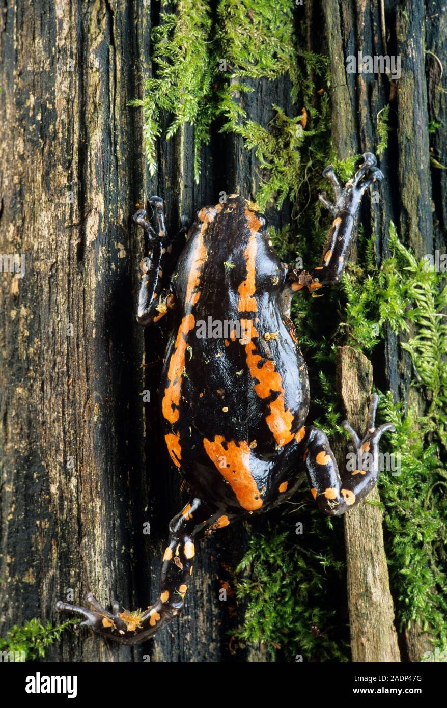 Crevice creeper frog (Phrynomerus bifasciatus) on a tree. This frog ...