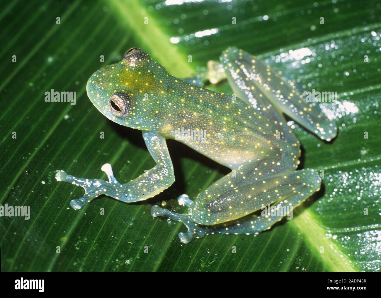 Glass frog (Centrolene euknemos). This frog inhabits trees and other ...