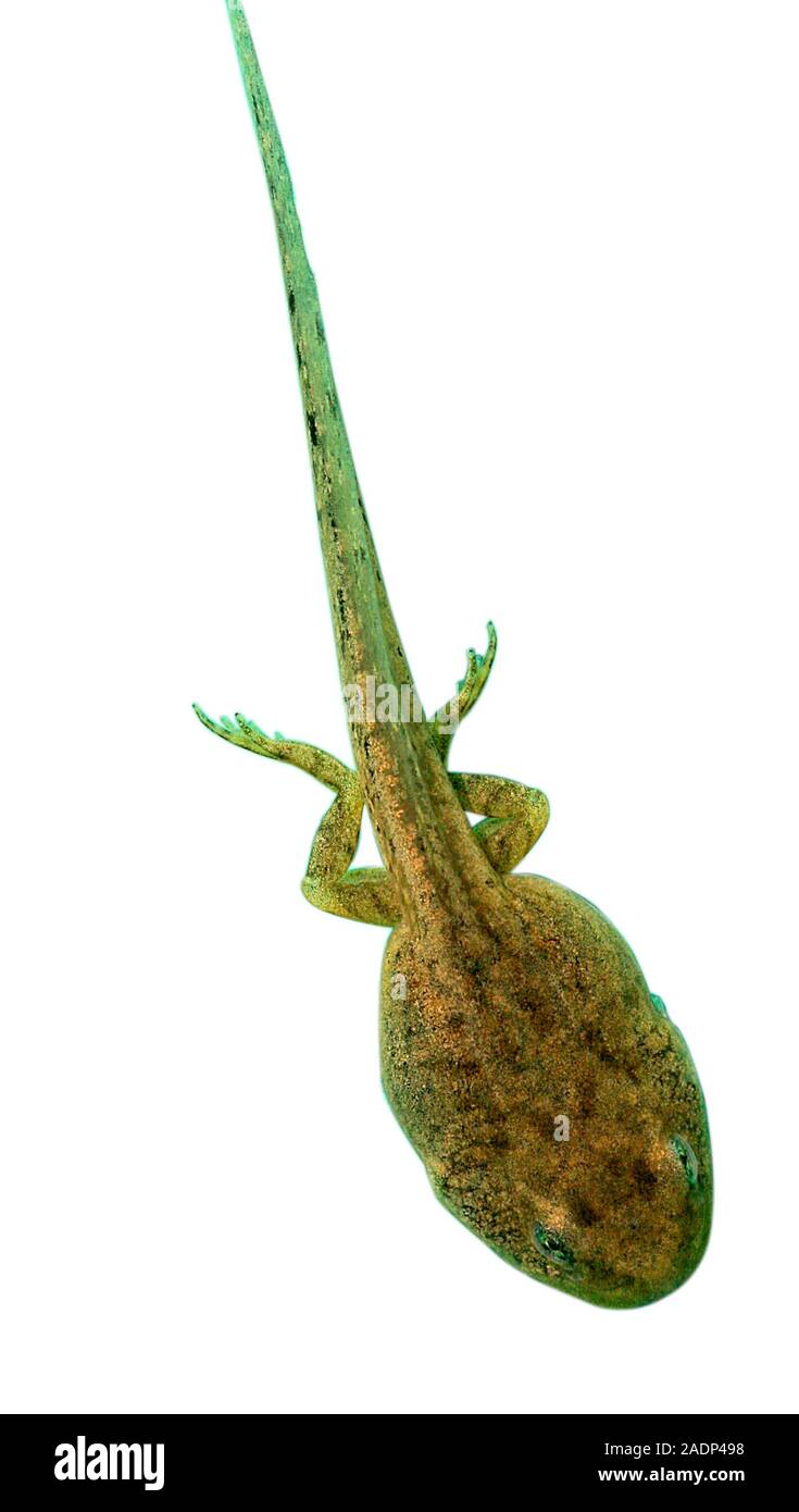 Tadpole. Tadpole of the common frog (Rana temporaria). This tadpole is ...